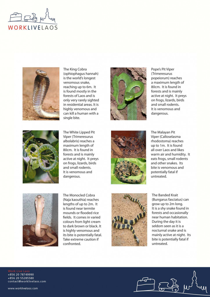 WLL Snakes in Laos – Work Live Laos